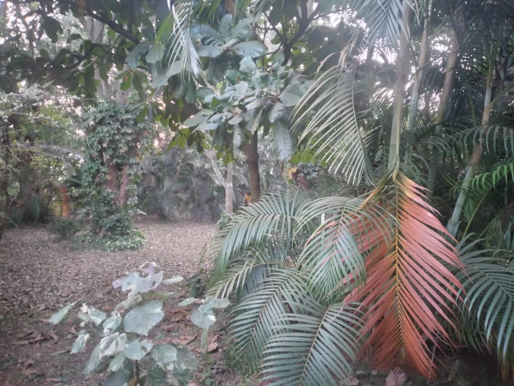 Munyonyo Botanical Gardens - Nyom Planet